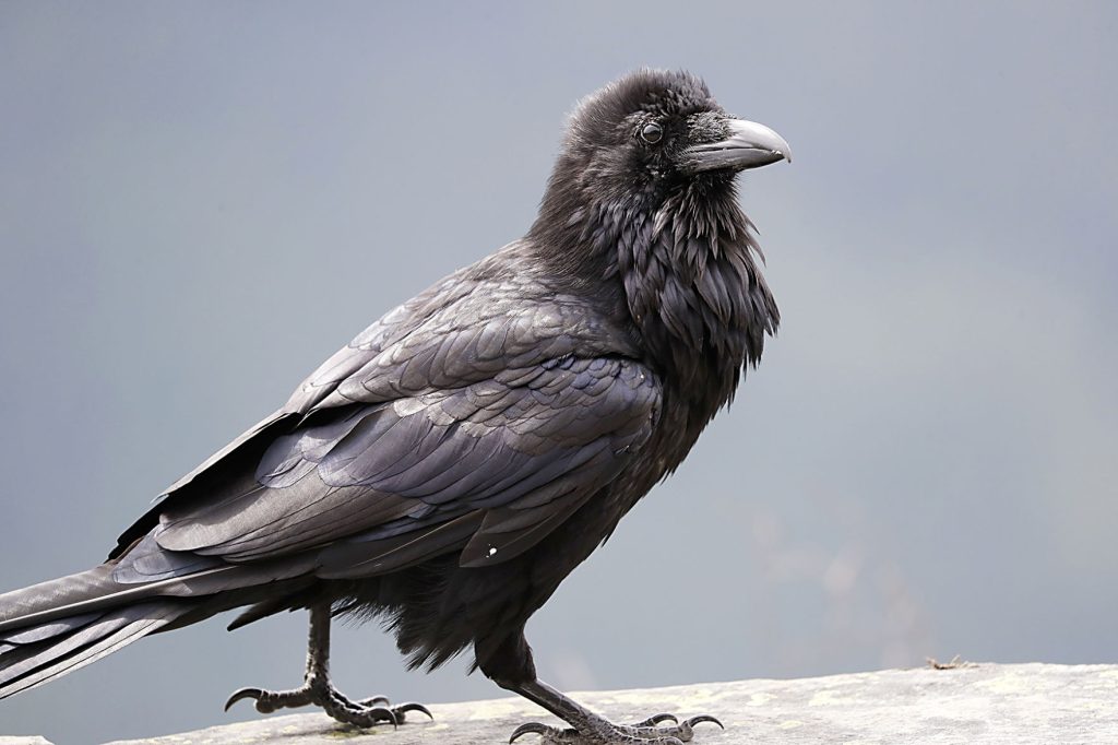 The Raven is real; beyond and before the NFL - Herald-Standard